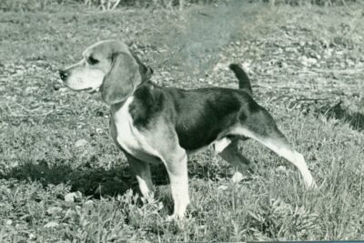 Beagle History: Where the Breed Originated