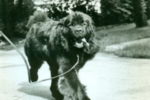 Newfoundland Breed History: Where the Breed Originated