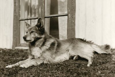 Icelandic Sheepdog History: Beloved Scandinavian Symbol