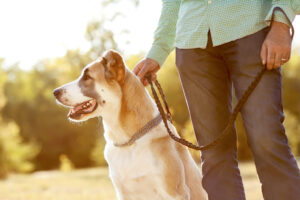 Leash Aggression in Dogs: How to Stop Leash Aggression