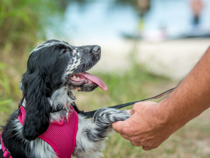 CGC Test Items – American Kennel Club