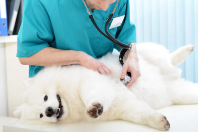 Chiropractic Care for Dogs: Everything You Need to Know