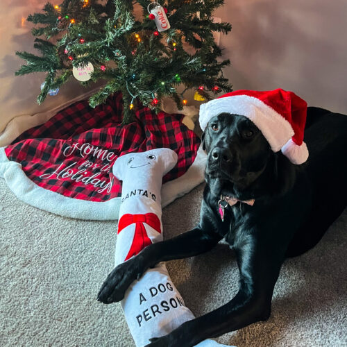 Photo Gallery: My Favorite Gift – American Kennel Club