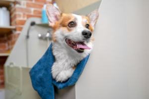 How to Wash Your Dog Without Water: Mess-Free Tips