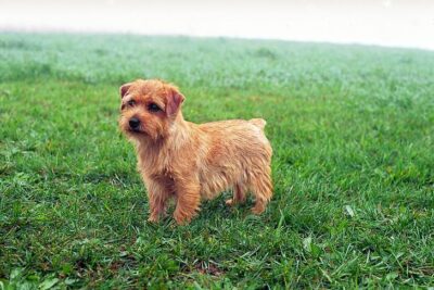 Smallest Dog Breeds: Tiny Dog Breeds With Lovable Personalities