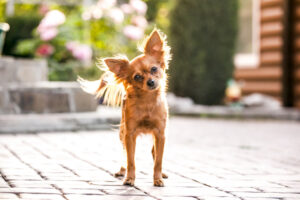 27 Smallest Dog Breeds in the World