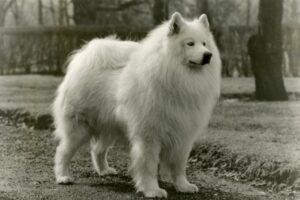 Samoyed History: Where the Breed Originated