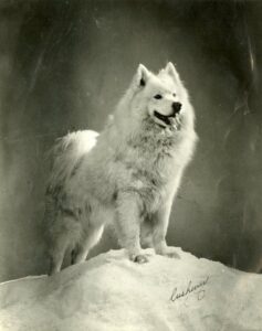 Samoyed History: Arctic Working Sled Dogs – American Kennel Club