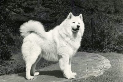 Samoyed History: Where the Breed Originated