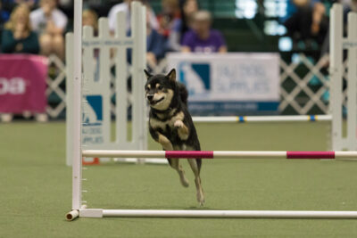How Do Dog Agility Competitions Work? – American Kennel Club