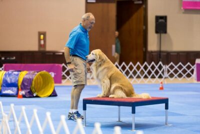 How Do Dog Agility Competitions Work? – American Kennel Club