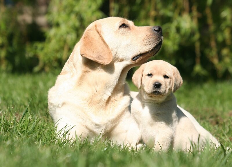 AKC Detection Dog Task Force Educational Resources – American Kennel Club