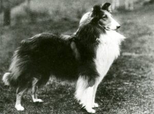 Collie History: From Queen Victoria to Lassie & Beyond – American ...