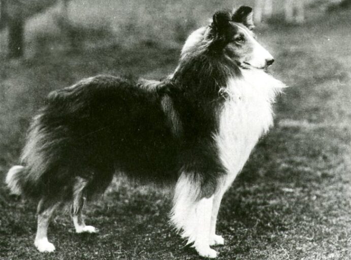 Collie History: From Queen Victoria to Lassie & Beyond – American ...