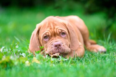 Intestinal Blockage in Dogs: Signs, Symptoms, Treatments