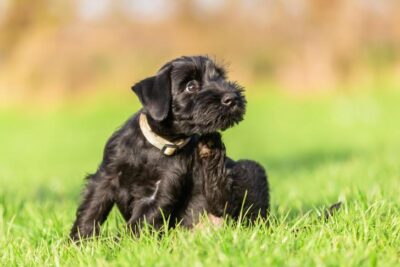 Immunotherapy (Allergy) Shots for Dogs: What to Know