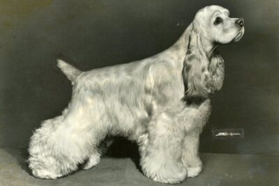Cocker Spaniel History: Where the Breed Originated