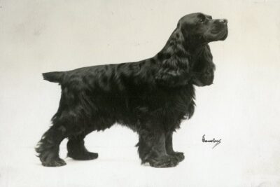 Cocker Spaniel History: Where the Breed Originated