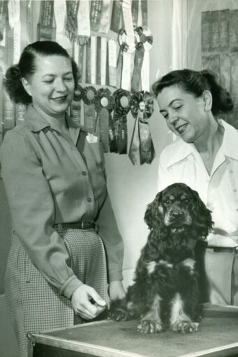 Cocker Spaniel History: Where the Breed Originated
