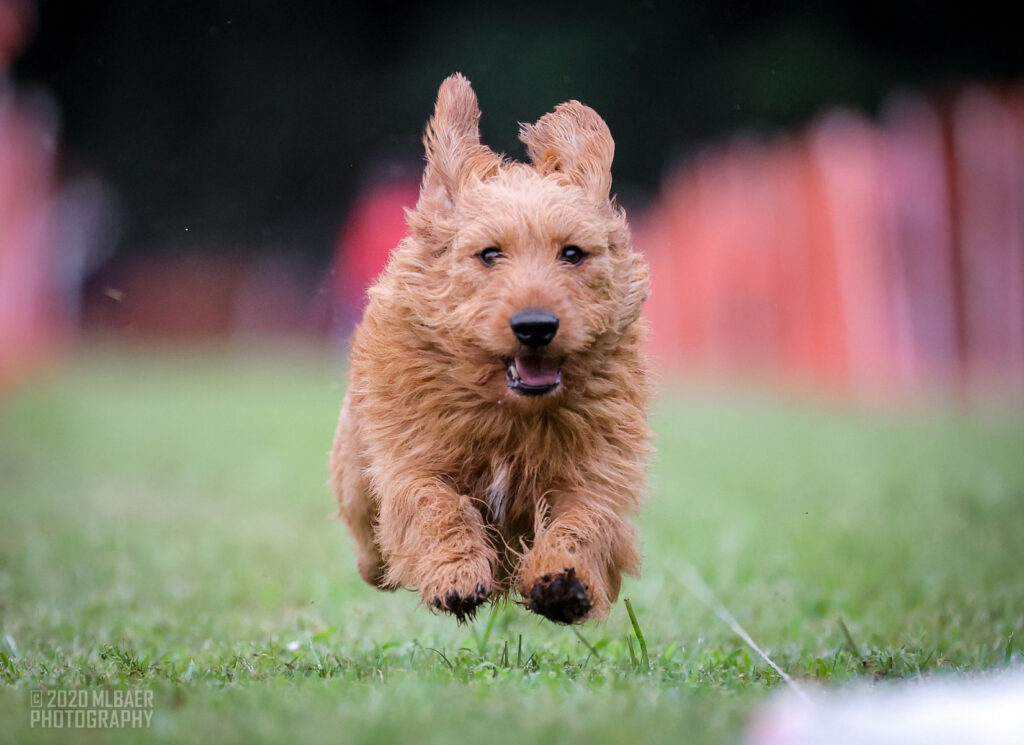 Fast CAT Terms & Lingo: What Common Fast CAT Words Mean