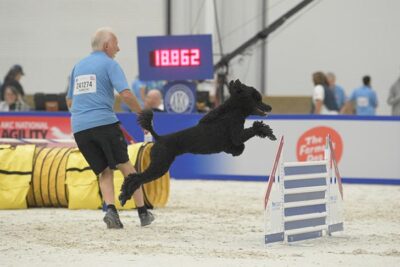 AKC National Agility Championship – American Kennel Club