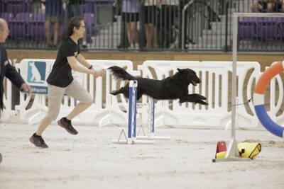 AKC National Agility Championship – American Kennel Club