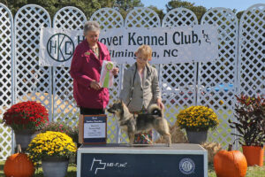 10-Year-Old Addie Weger Follows Dream of Showing Swedish Vallhunds