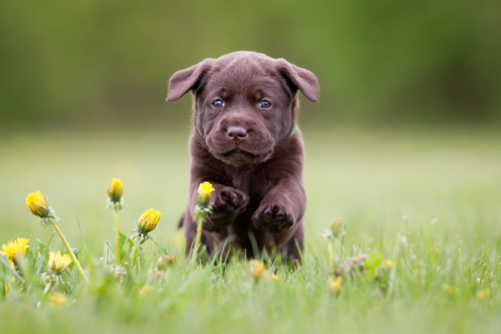 AKC Detection Dog Webinars – American Kennel Club