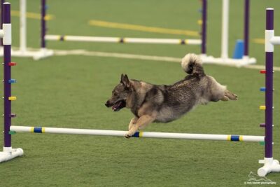 Legs of Steel: Valkyrie the Swedish Vallhund Competes in Agility After ...