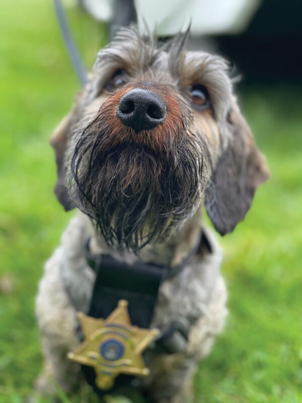 Dachshunds Become Unlikely Cadaver Dogs – American Kennel Club