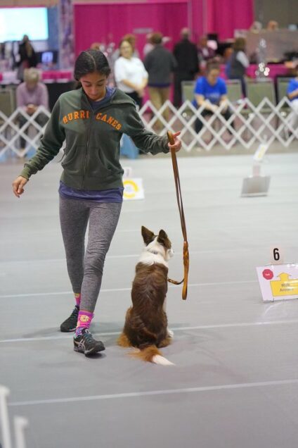 Summer Sports for Your Dog - Alaska Dog Works