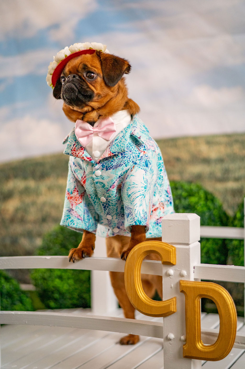 NYC Brussels Griffons Group Host Biggest Meet-Up Yet