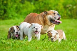 Dog Breeding & Mating: How to Breed & Mate Dogs