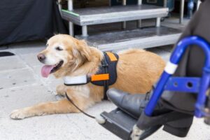 Service Dog 101: Everything You Need to Know About Service Dogs