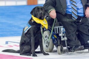 Service Dog 101: Everything You Need to Know About Service Dogs