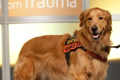 Service Dog 101: Everything You Need to Know About Service Dogs