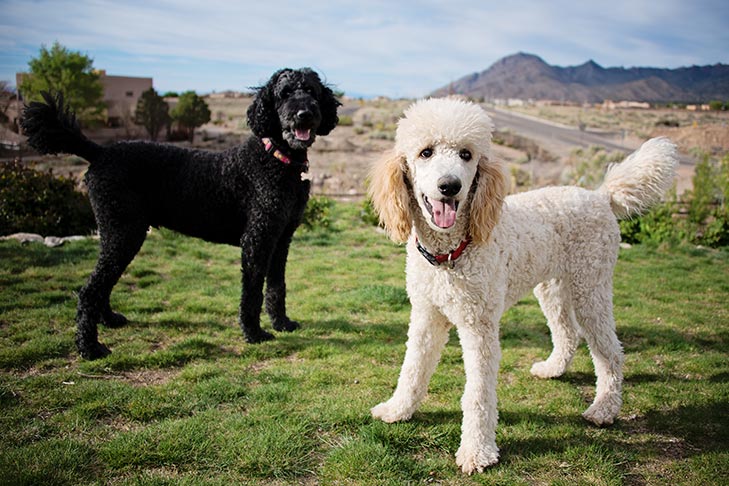 What Is A Good Name For A Poodle