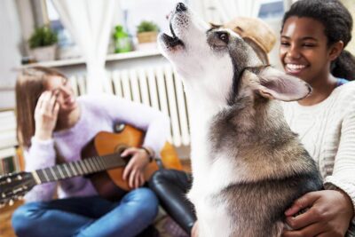 Canine Communication: Deciphering What Different Dog Sounds Mean
