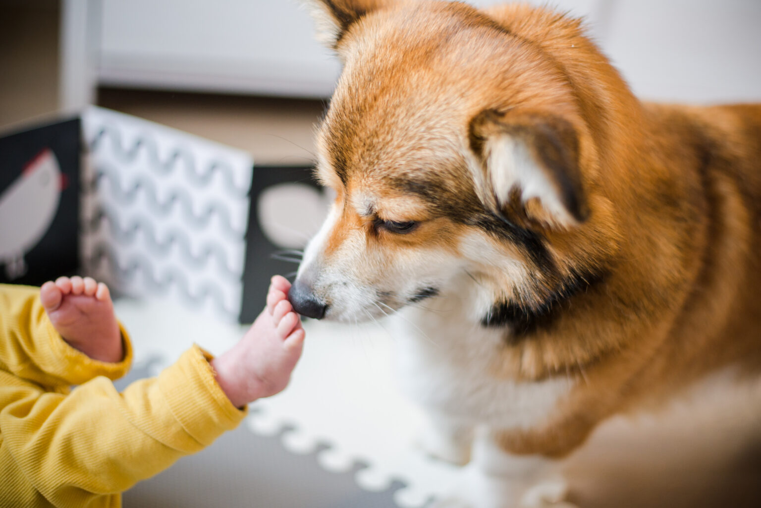 Study Shows Dogs Detect COVID-19 Infections Better Than PCR Tests