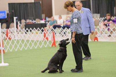 Get Started in Dog Sports and Events – American Kennel Club