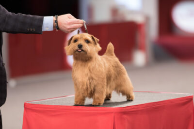 Conformation 101: How to Compete in Dog Shows