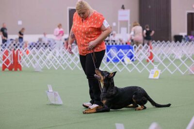 Dog Shows: Is Your Dog Ready to Compete in Conformation?