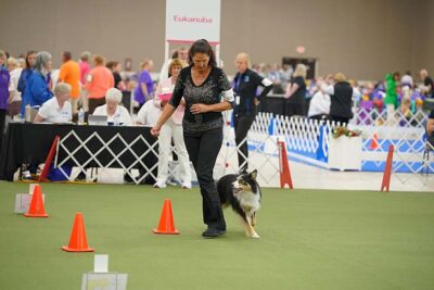 How to Watch the AKC Rally National Championship