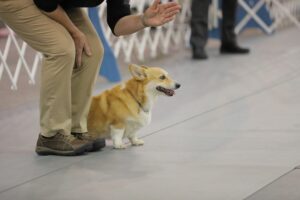 What to Expect When Attending a Dog Obedience Class