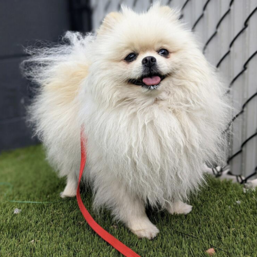 Ukrainian Refugee Reunites With Pomeranian After Quarantine
