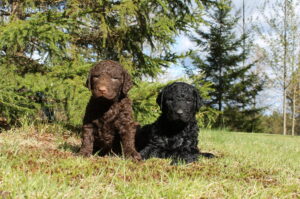 News – American Kennel Club