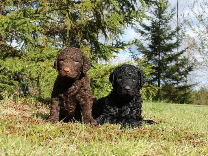 The American Kennel Club Announces the “AKC EDDY Award” for Breeder ...