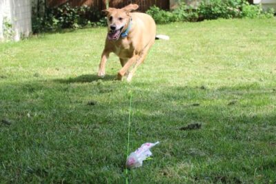 Fast CAT is Gaining Popularity: Here's How to Get an Edge Up on The ...