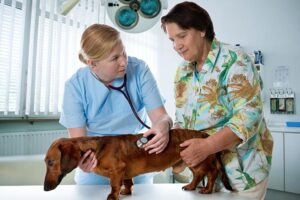 Laser Therapy For Dogs: Uses, Side Effects, and Alternatives