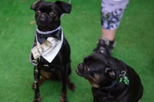 How to Organize a Dog Breed Meetup